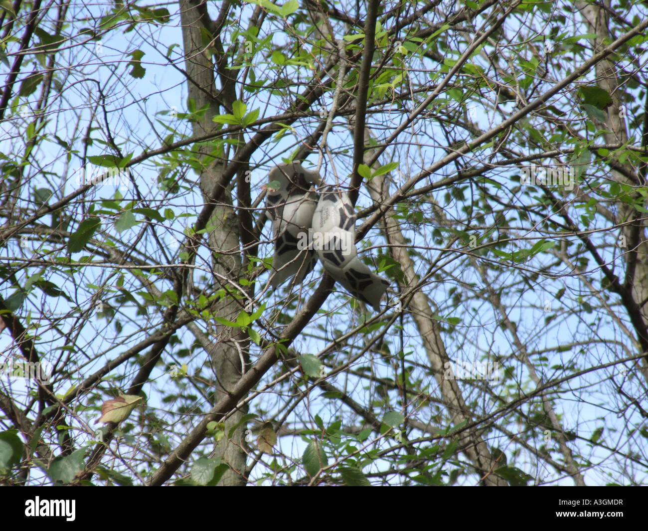 one burst ball stuck in trees in park Stock Photo - Alamy