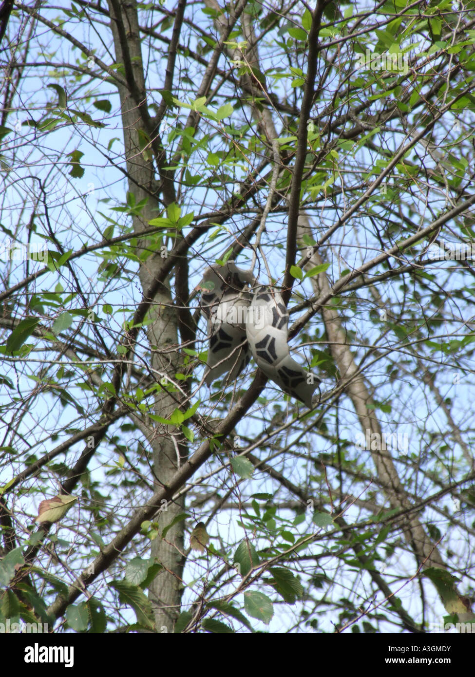 one burst ball stuck in trees in park Stock Photo - Alamy