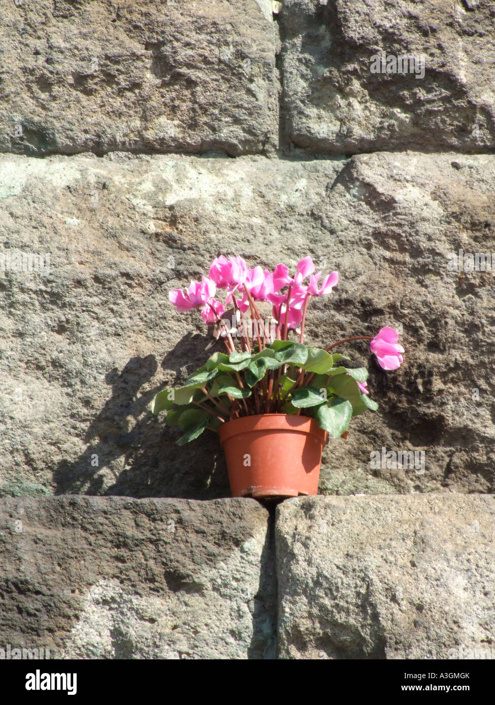 one pot with pink flowers Stock Photo - Alamy