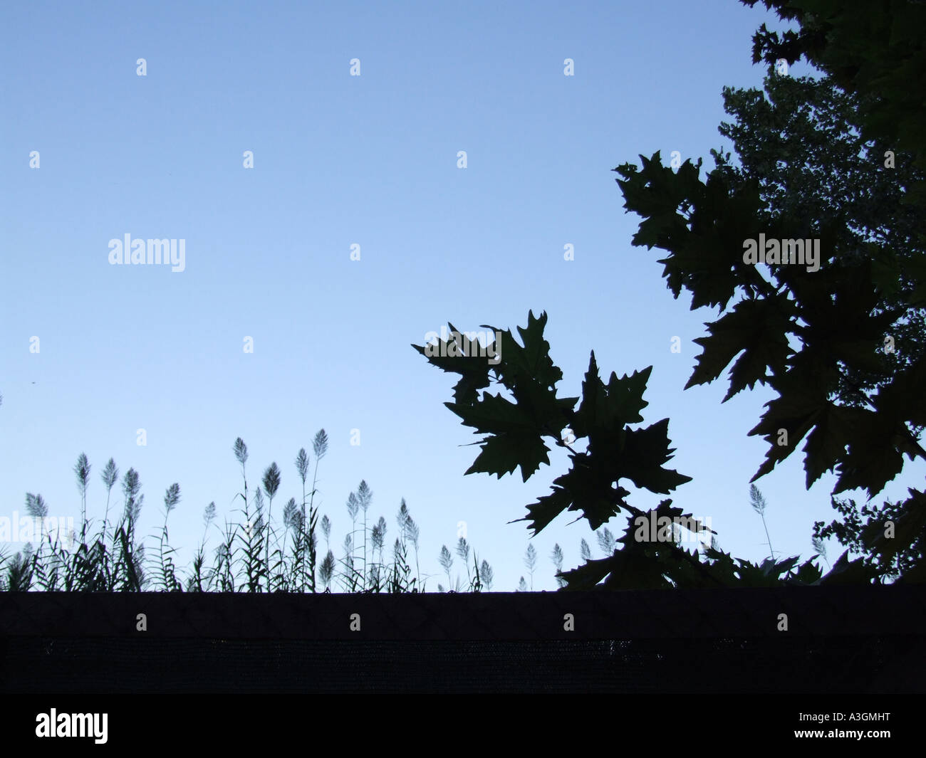 backlit plants in countryside Stock Photo - Alamy