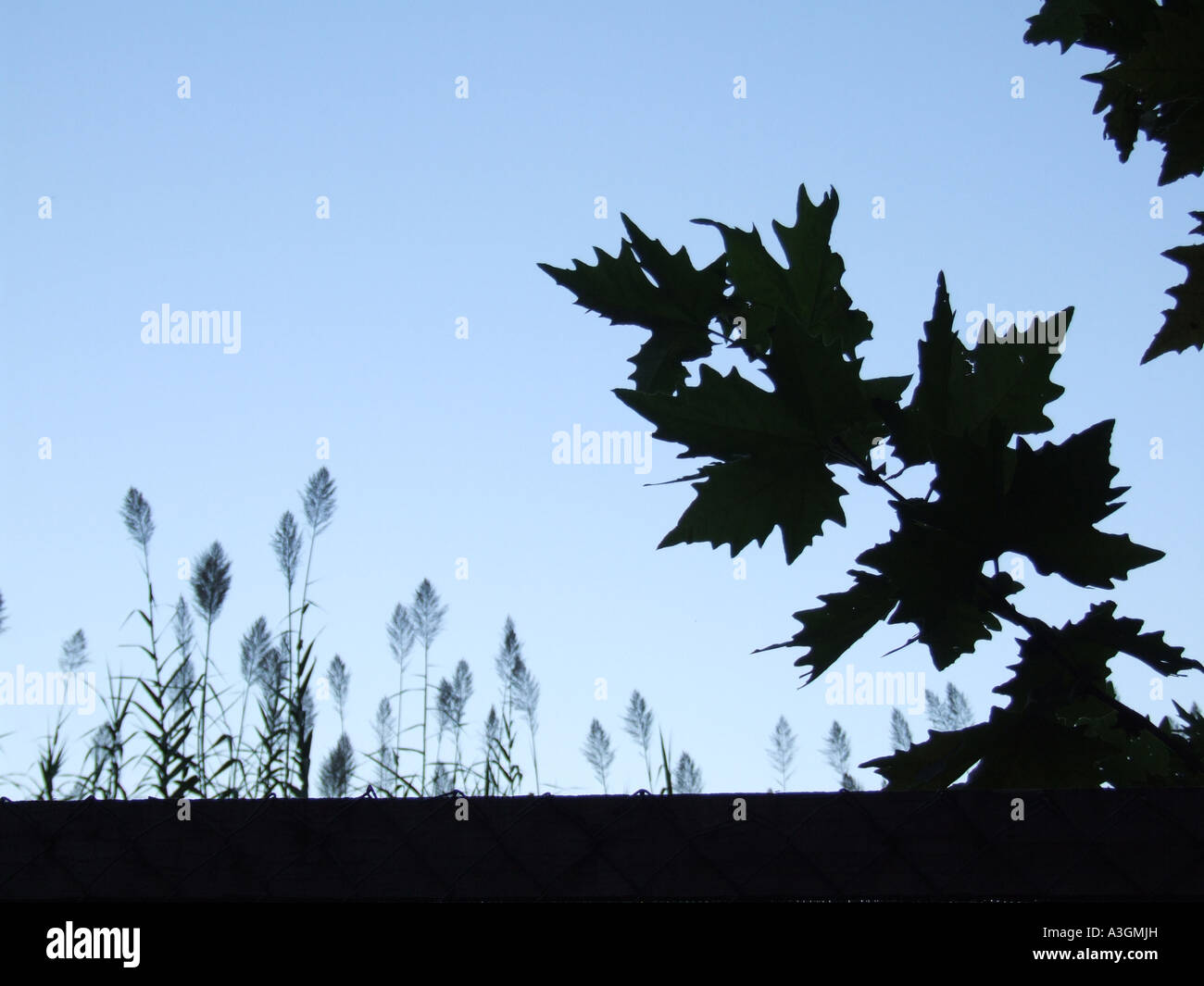 Abundance overgrown summer plants hi-res stock photography and images ...