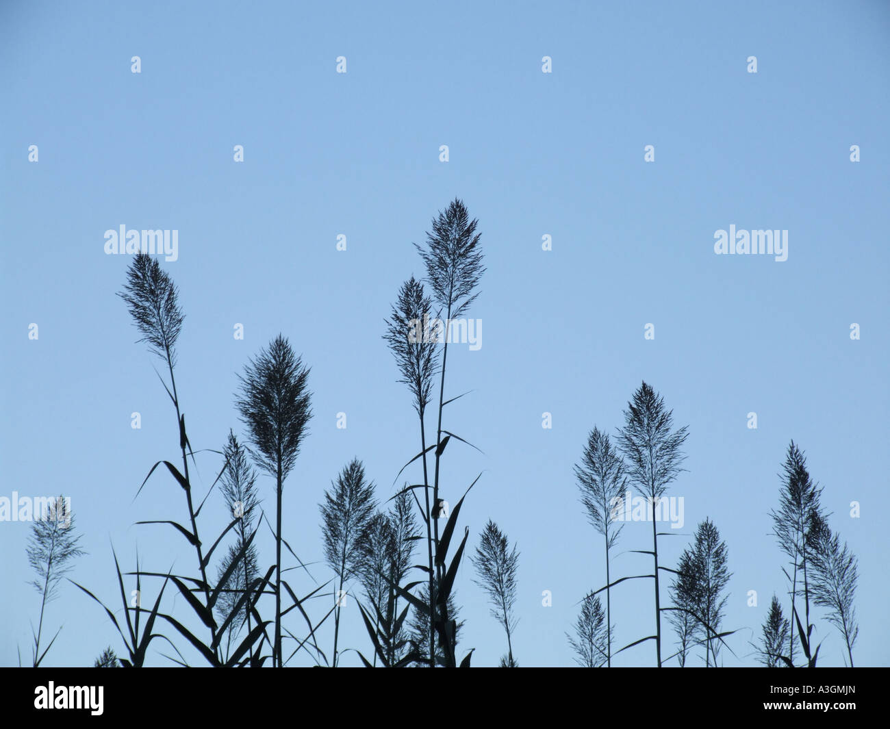 backlit plants in countryside Stock Photo - Alamy