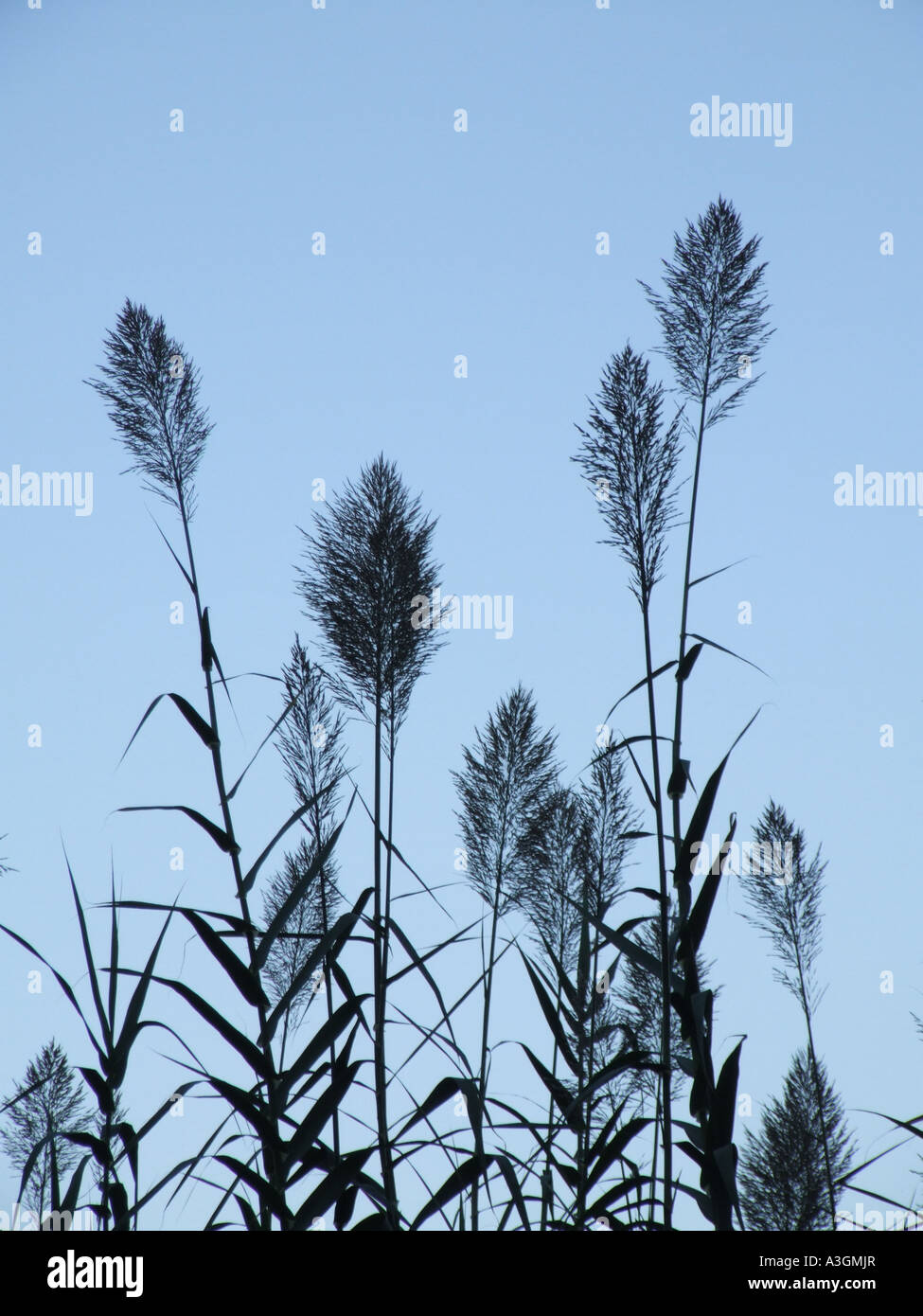 backlit plants in countryside Stock Photo - Alamy