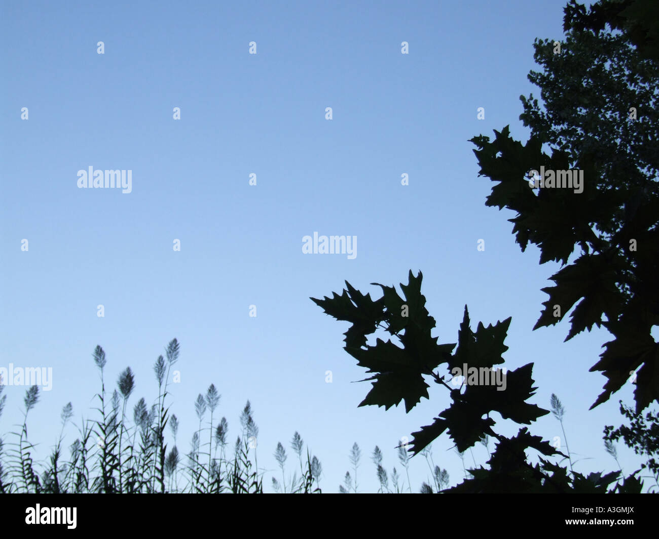 backlit plants in countryside Stock Photo - Alamy