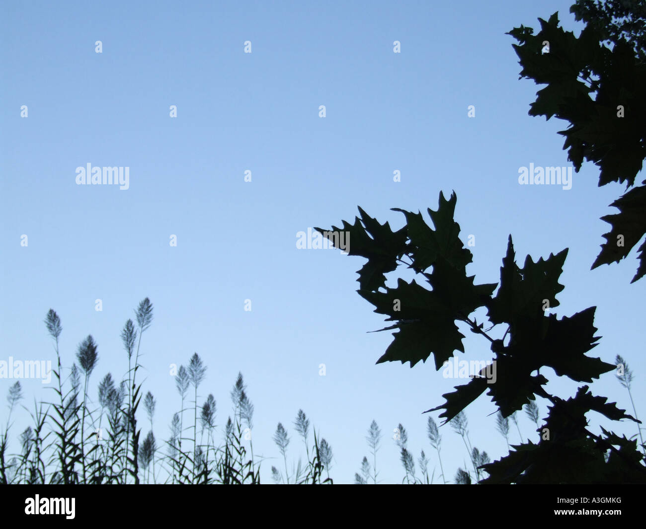 backlit plants in countryside Stock Photo - Alamy
