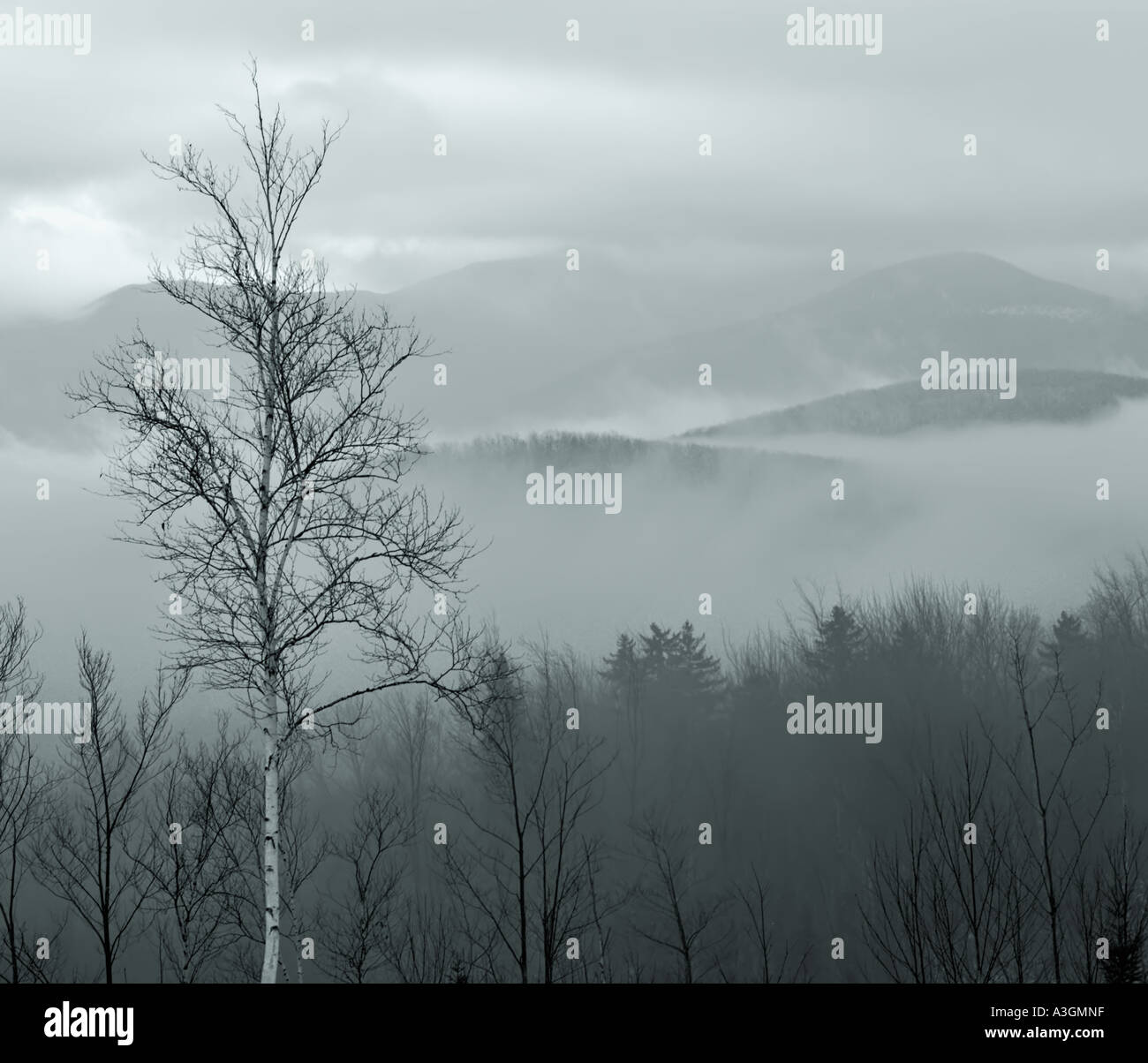 Sleepy trees hi-res stock photography and images - Alamy