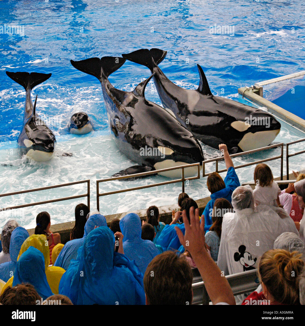 Laughing killer whale hi-res stock photography and images - Alamy