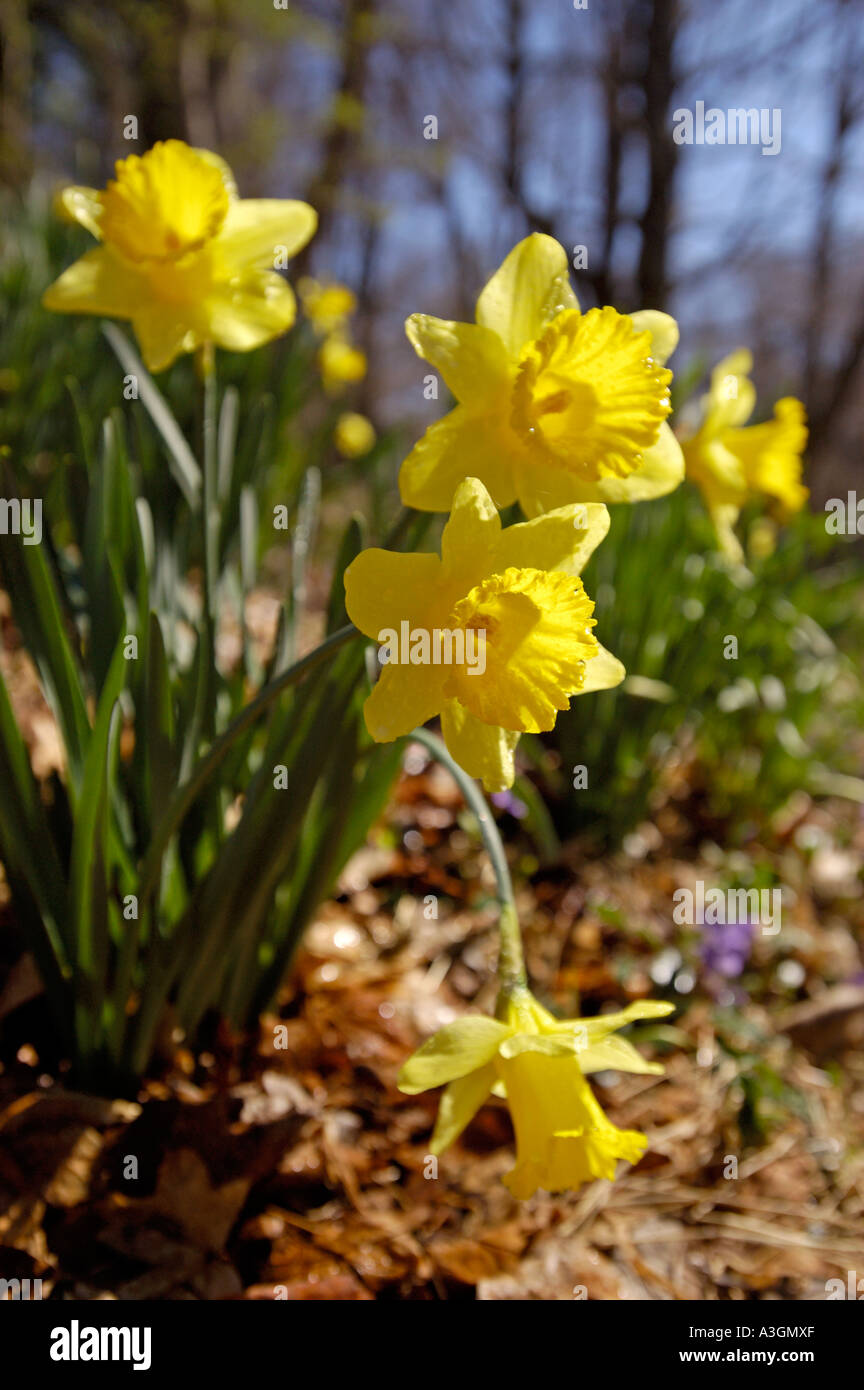 Syn symbol hi-res stock photography and images - Alamy