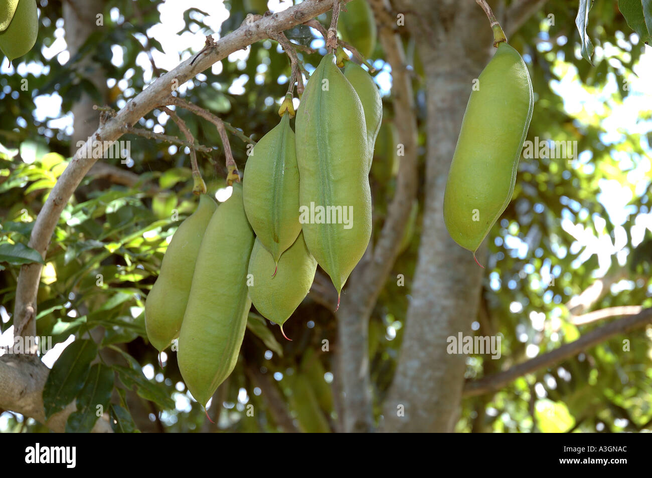 Black bean seed pods Castamospermum australe rainforest hardwood tree ...