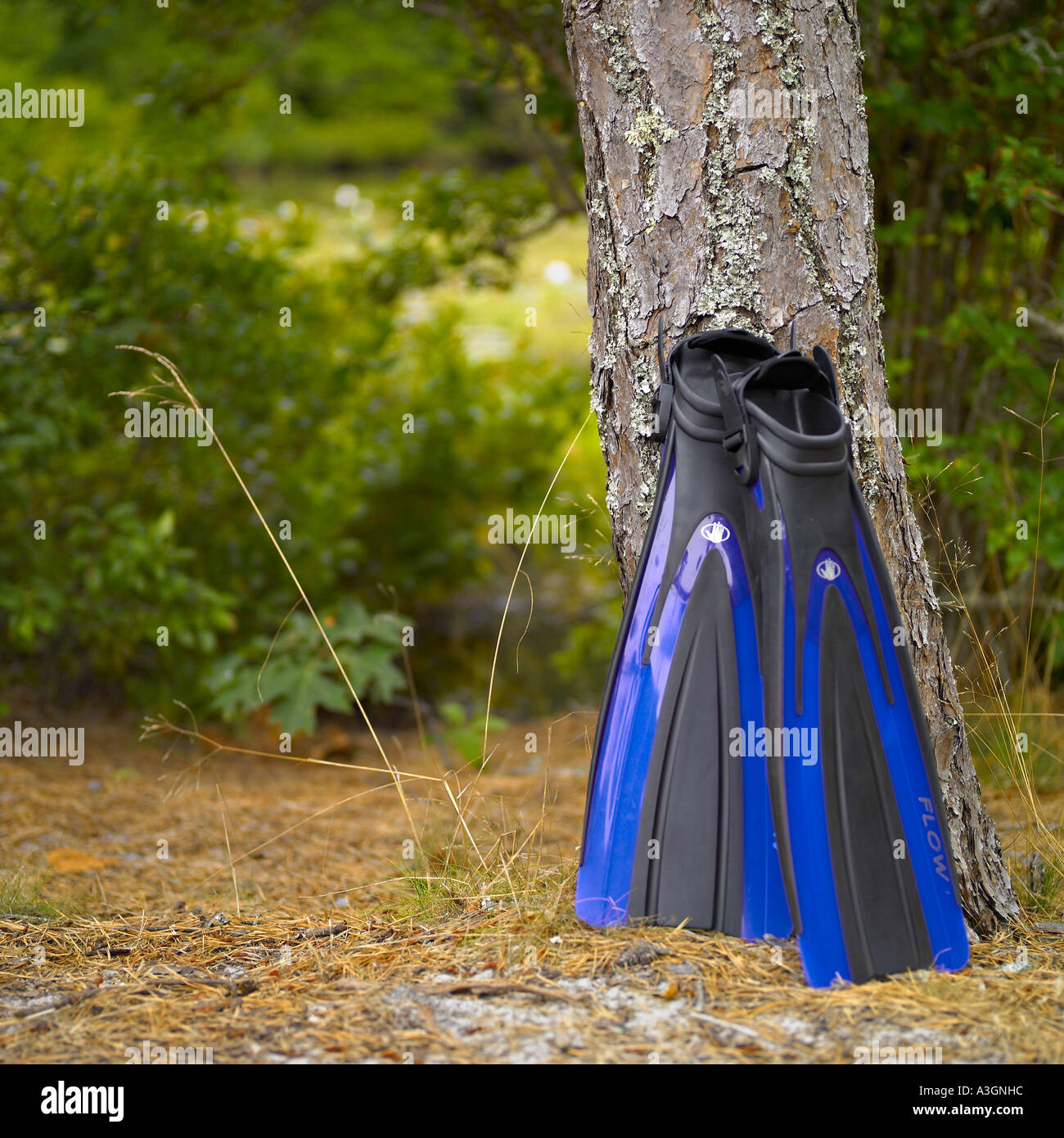 Swimming fins hi-res stock photography and images - Alamy