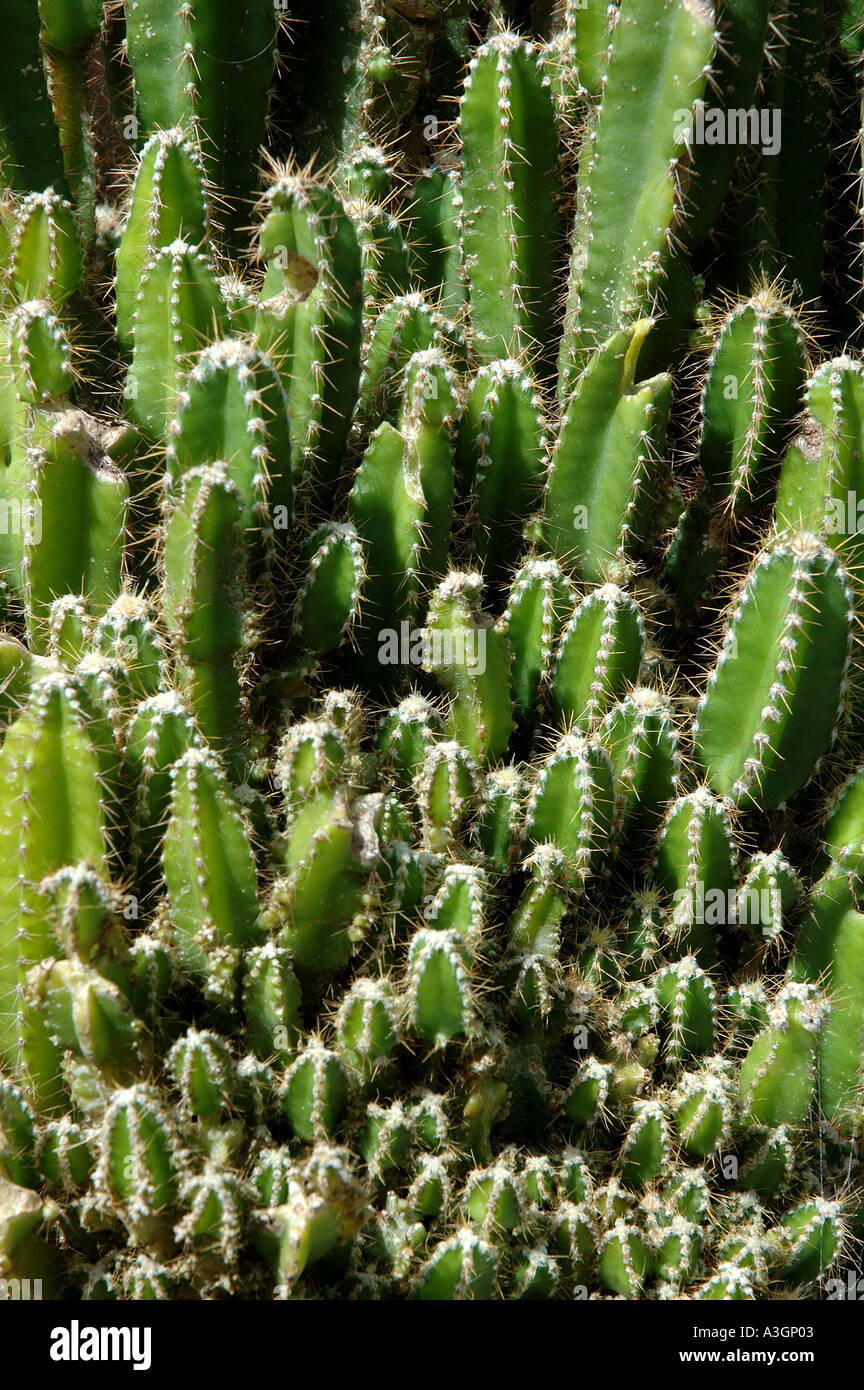 Monstrosus hi-res stock photography and images - Alamy