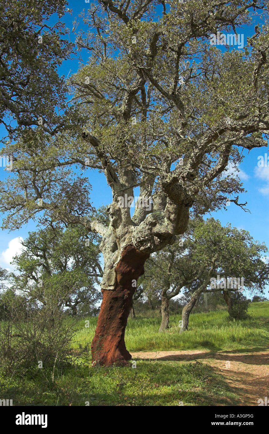 Cork tree, Algarve Stock Photo - Alamy