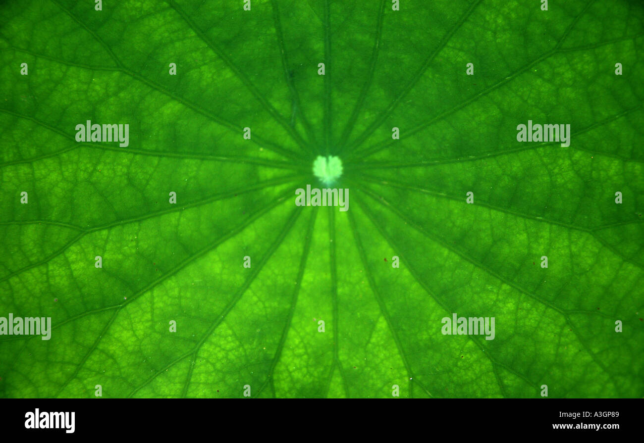 Green lotus leaf Nelumbium nuciferum Stock Photo - Alamy