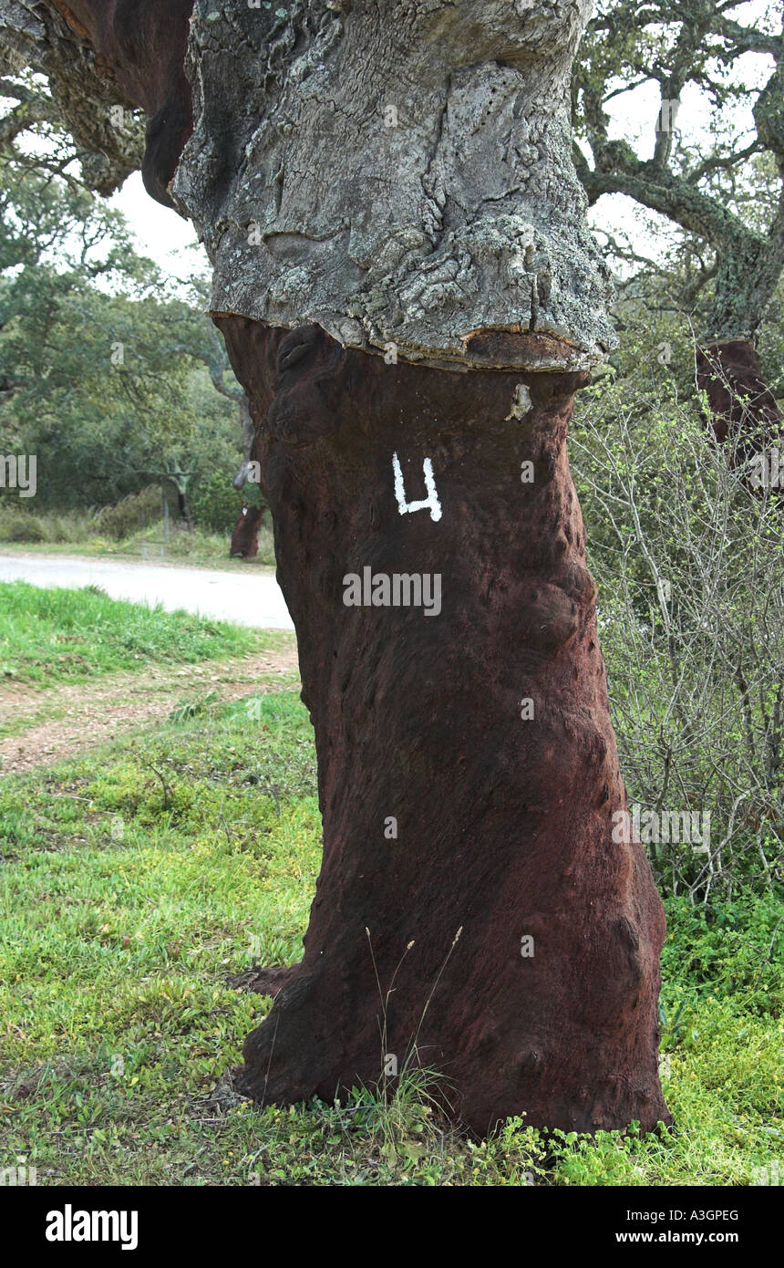 Cork tree, Algarve Stock Photo - Alamy