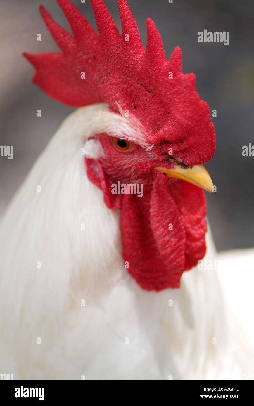 farming livestock rooster birds farm animal Stock Photo - Alamy
