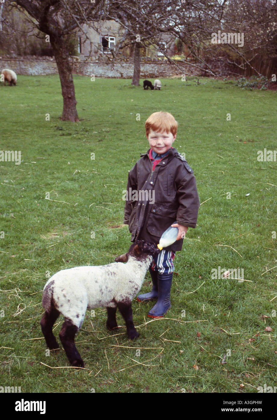 Boy pet sheep hi-res stock photography and images - Alamy