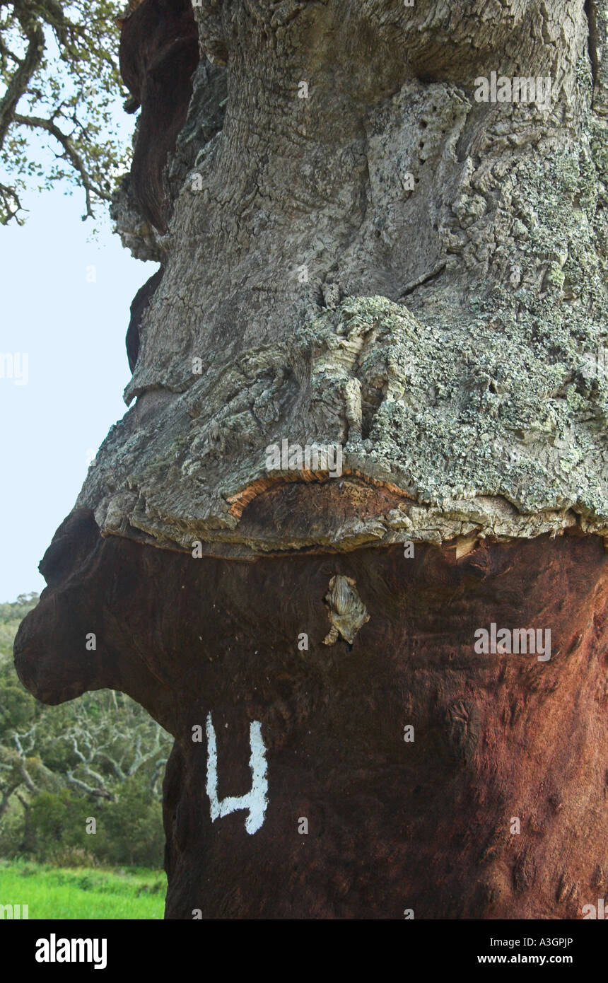 Cork tree, Algarve Stock Photo - Alamy