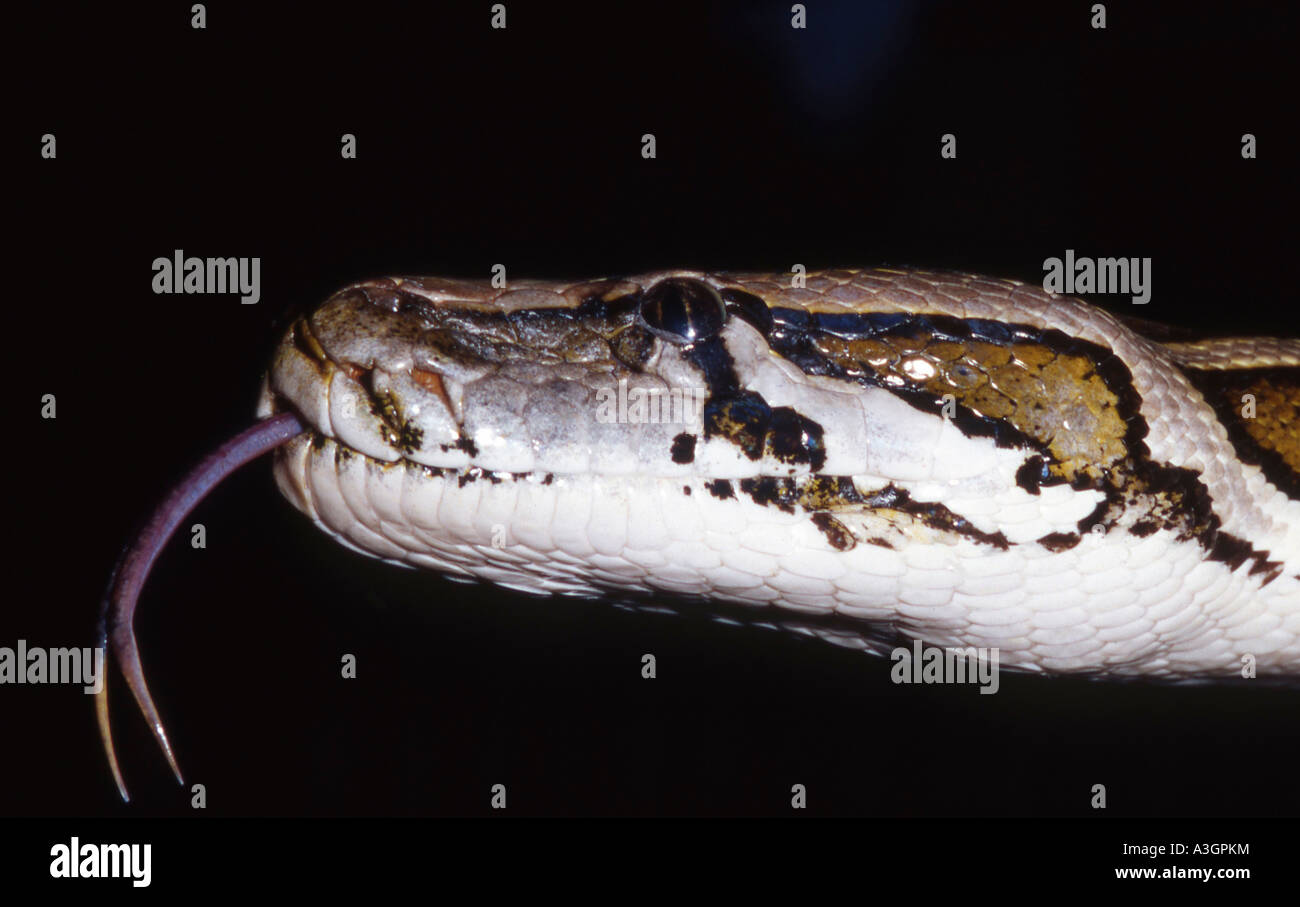 Burmese python (python molurus bivittatus) flicking tongue, Paradise ...