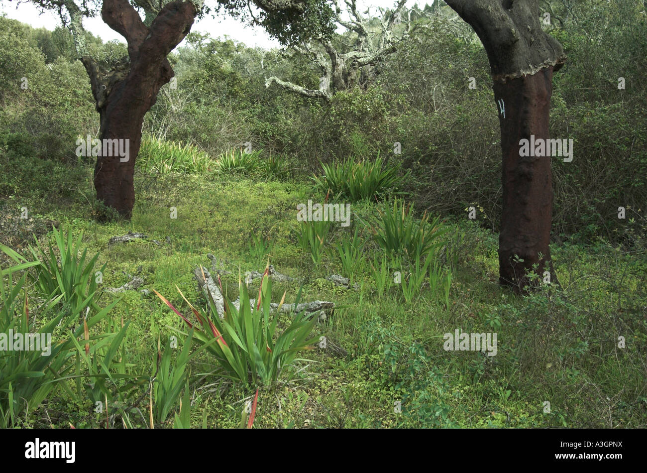 Cork tree, Algarve Stock Photo - Alamy