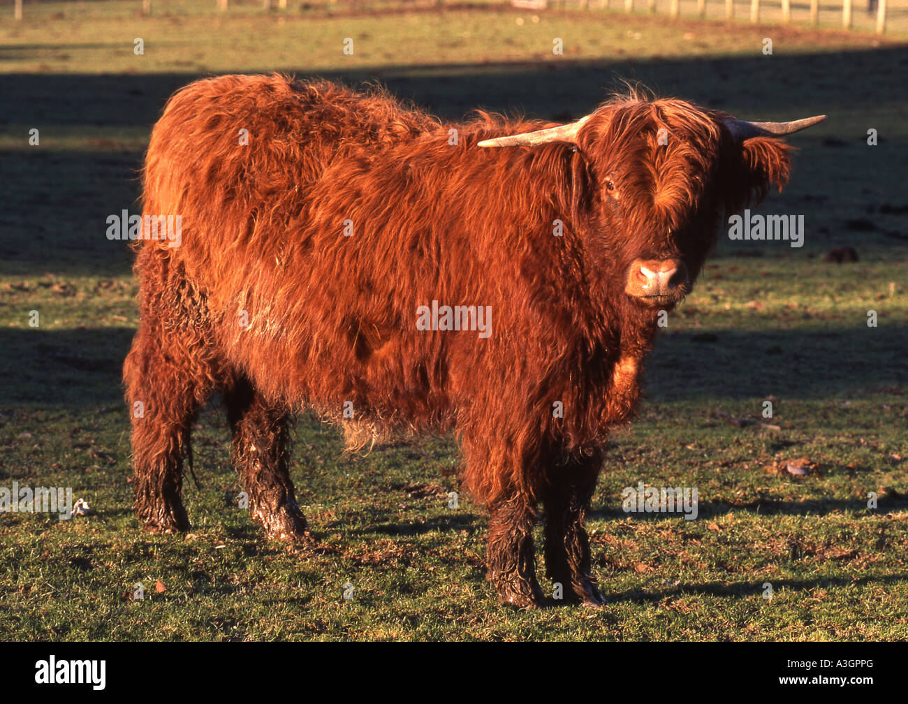 Bocketts farm surrey hi-res stock photography and images - Alamy