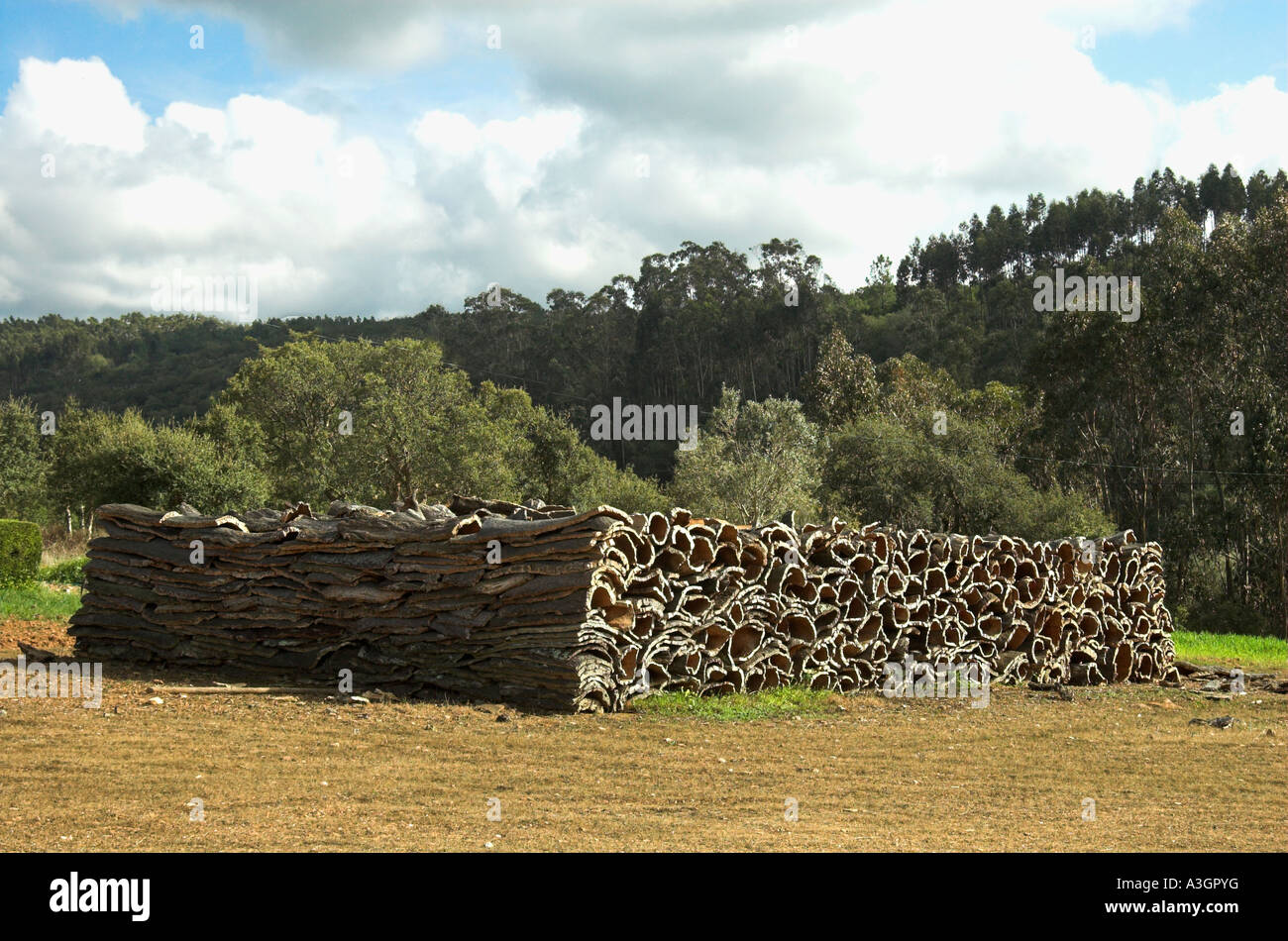Outer layer of the skin hi-res stock photography and images - Alamy
