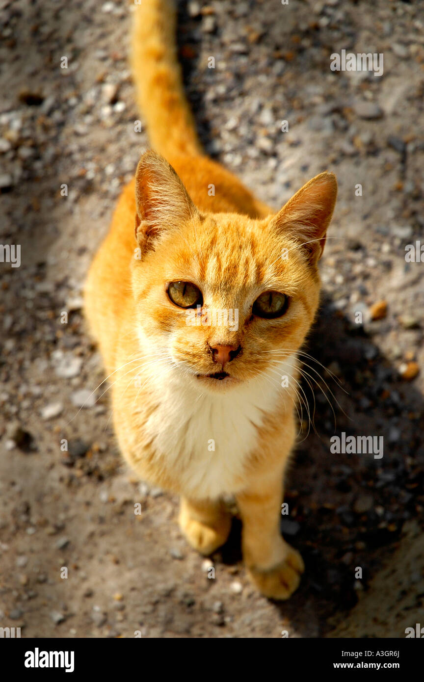 Ginger Tom cat Stock Photo - Alamy