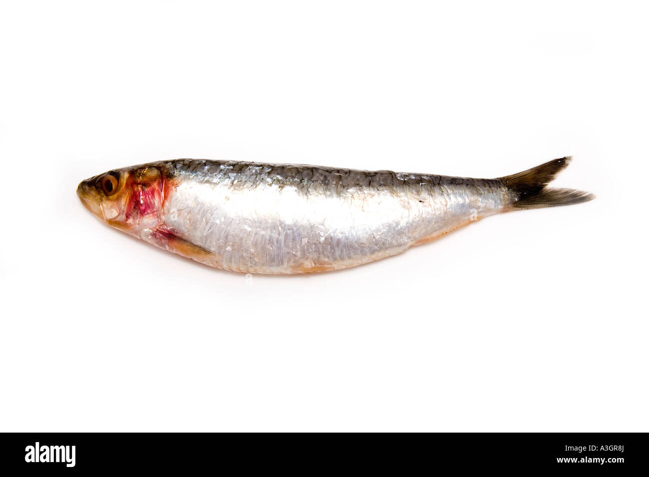Sardine isolated on a white studio background Stock Photo - Alamy