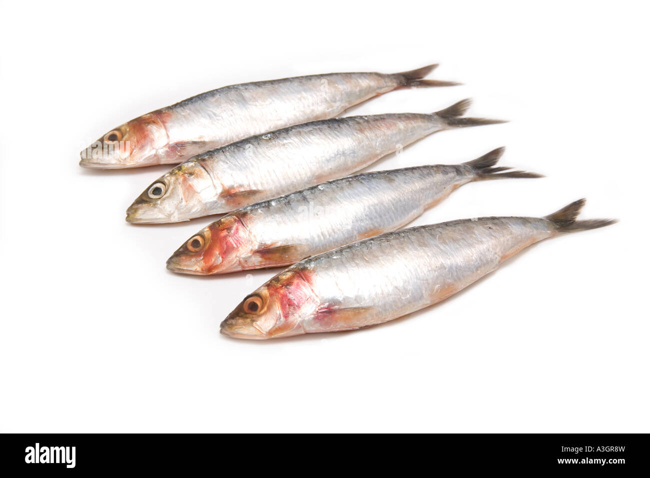 Sardines isolated on a white studio background Stock Photo - Alamy