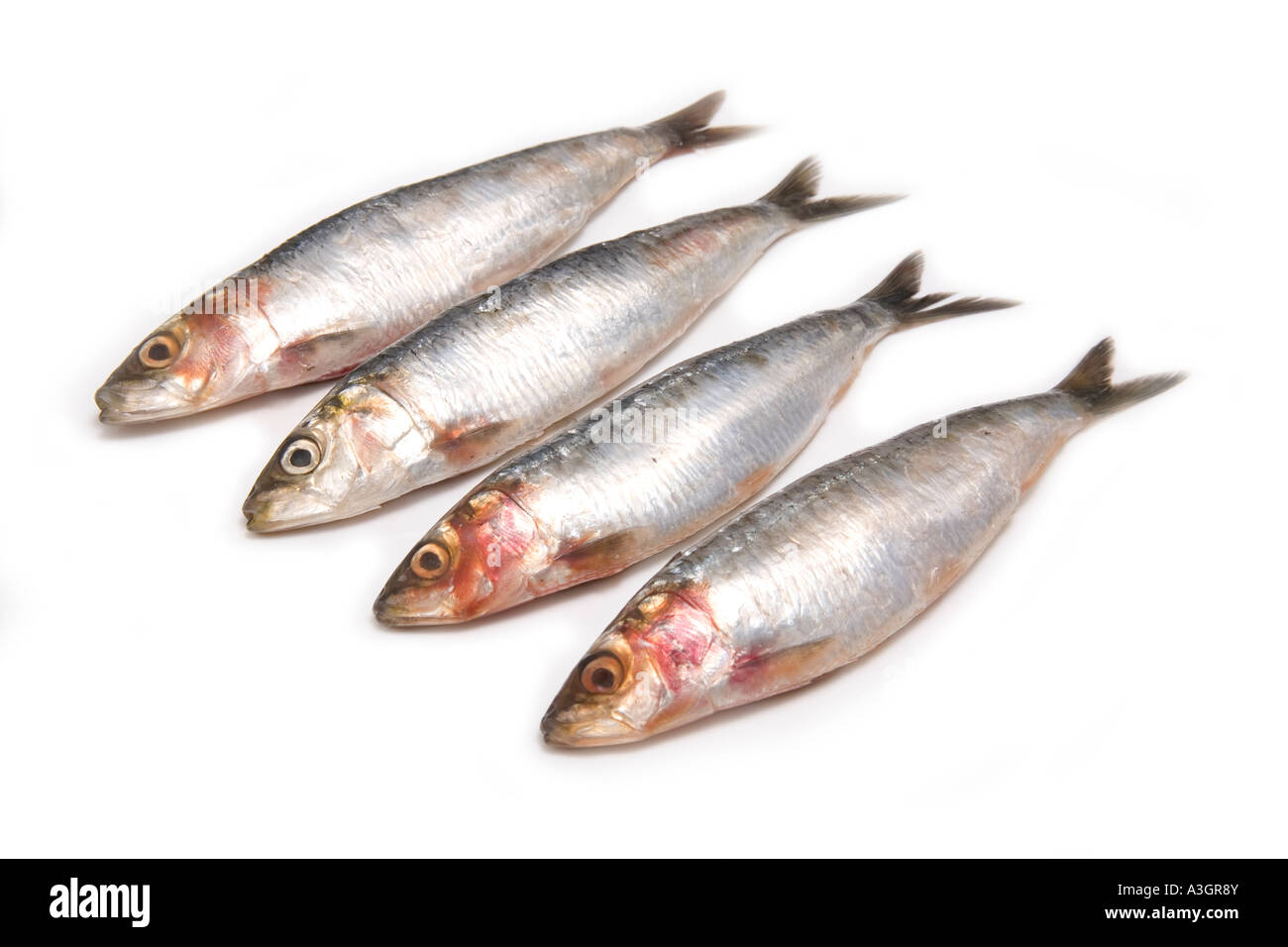 Sardines isolated on a white studio background Stock Photo - Alamy
