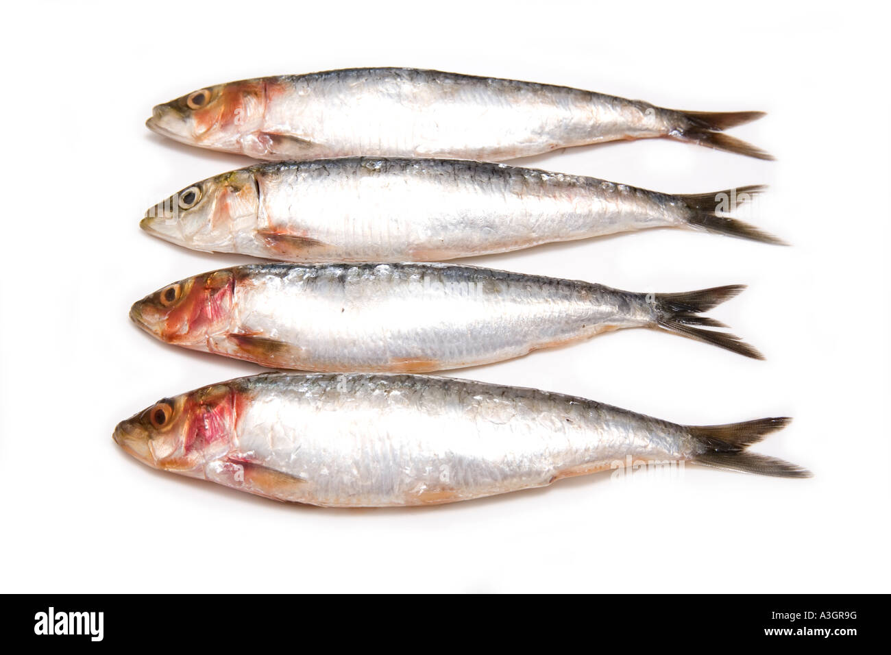 Sardines isolated on a white studio background Stock Photo - Alamy