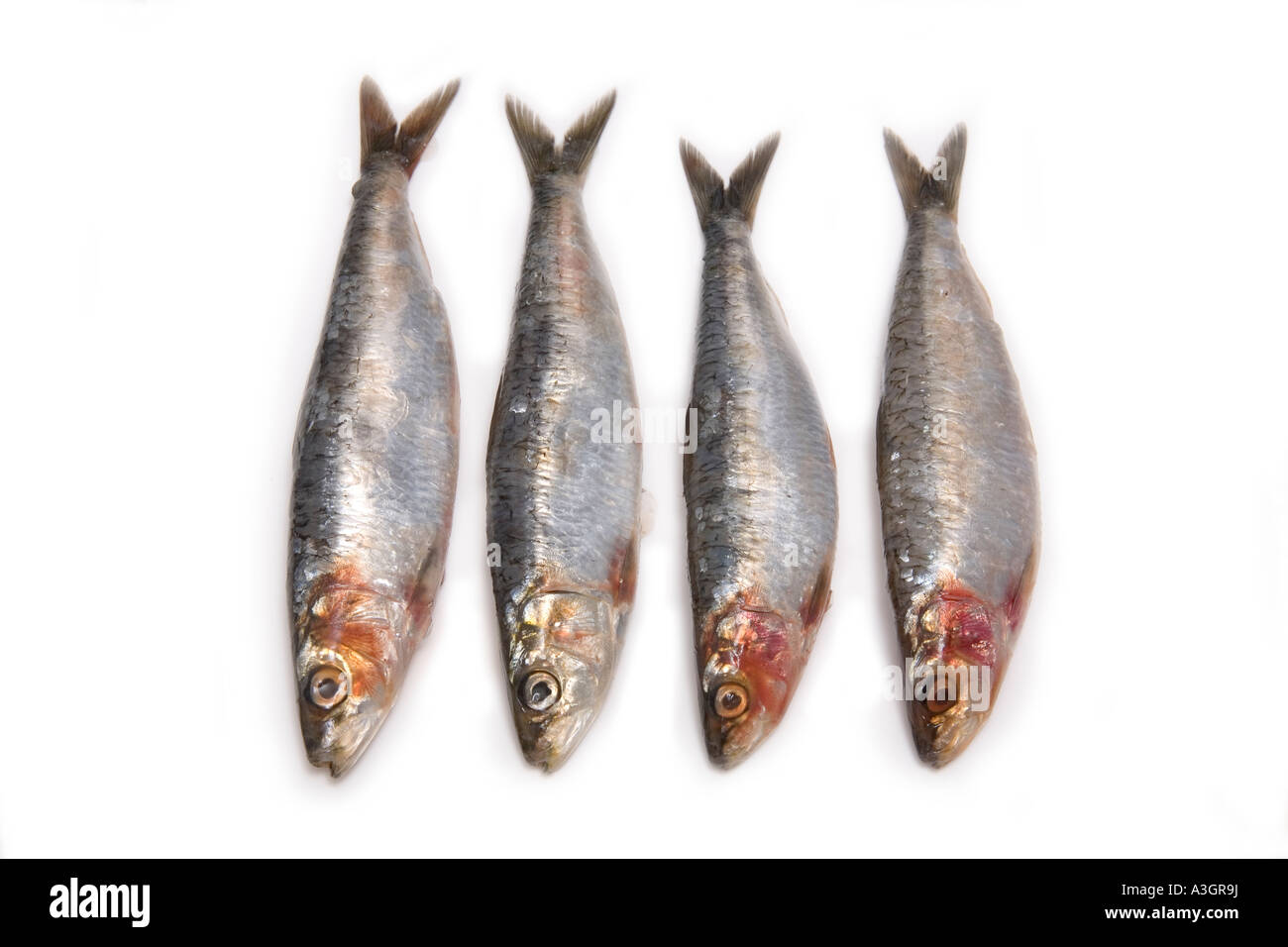 Sardines isolated on a white studio background Stock Photo - Alamy