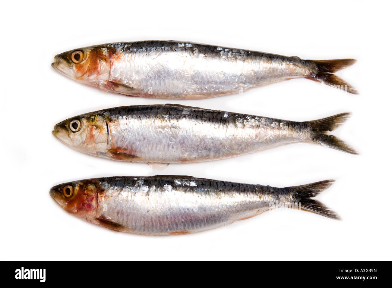 Sardines isolated on a white studio background Stock Photo - Alamy