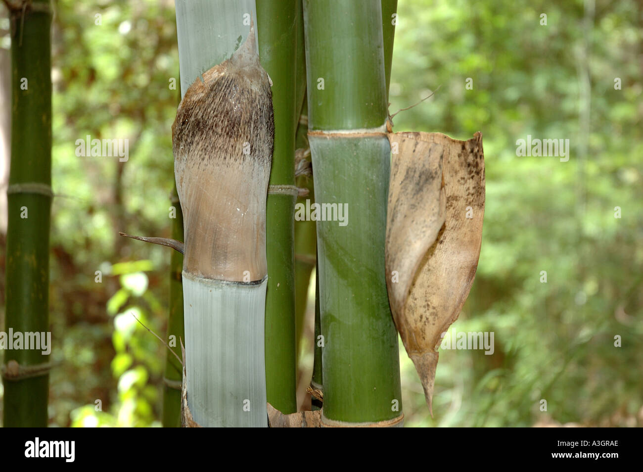Dendrocalamus strictus hi-res stock photography and images - Alamy