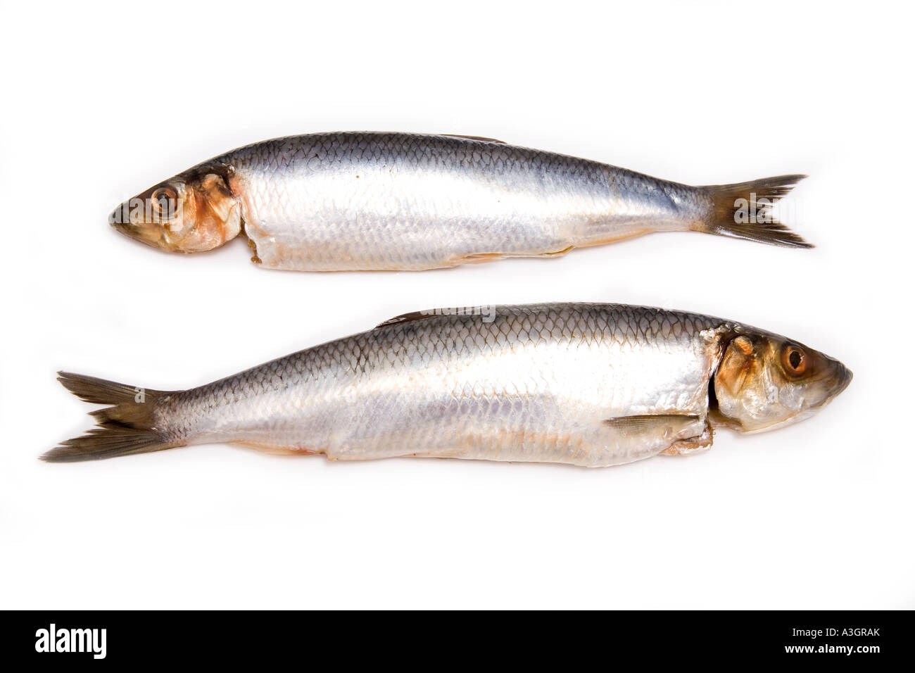 Herring fish hi-res stock photography and images - Alamy