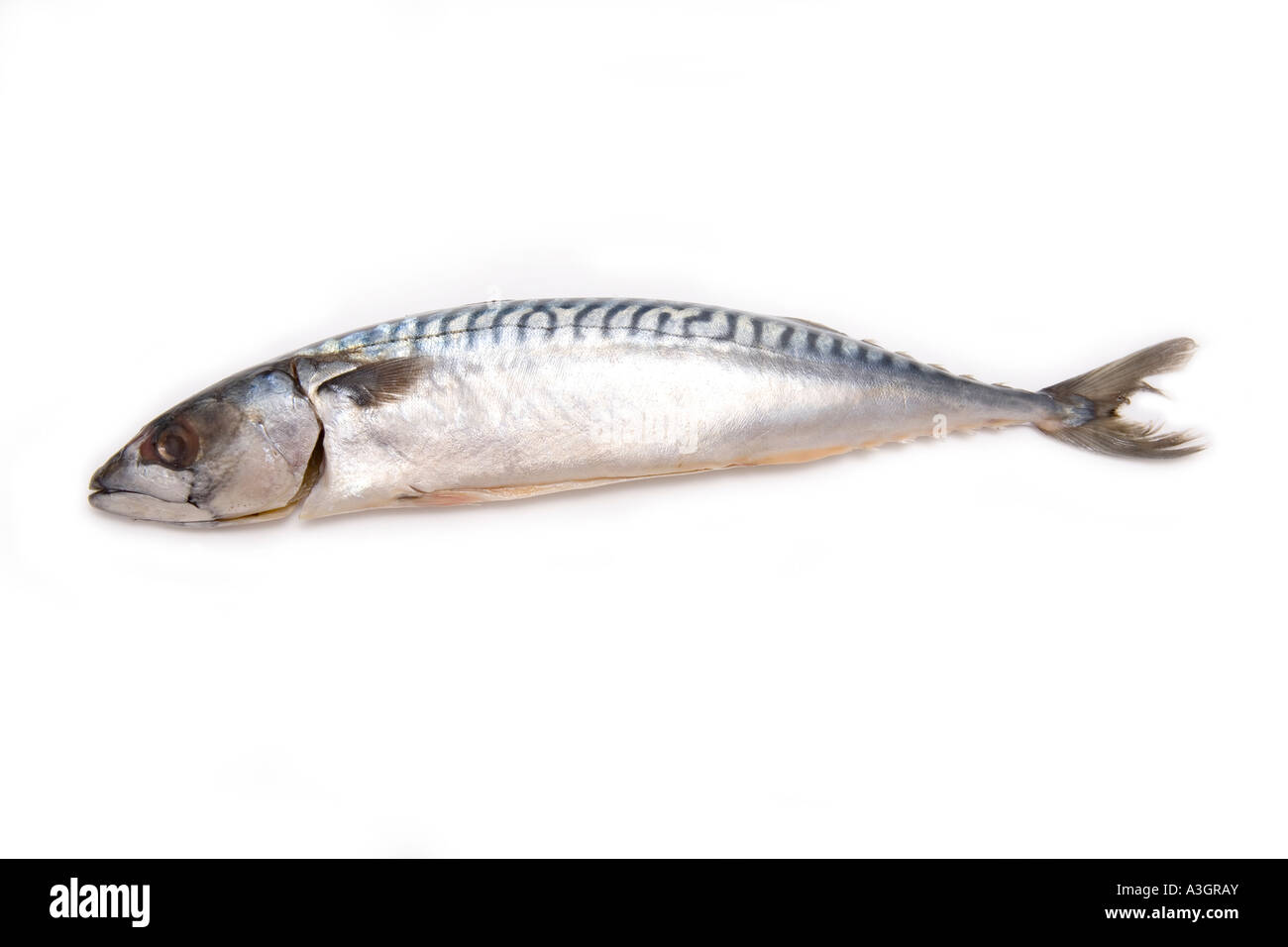 Mackerel whole isolated on a white studio background Stock Photo - Alamy