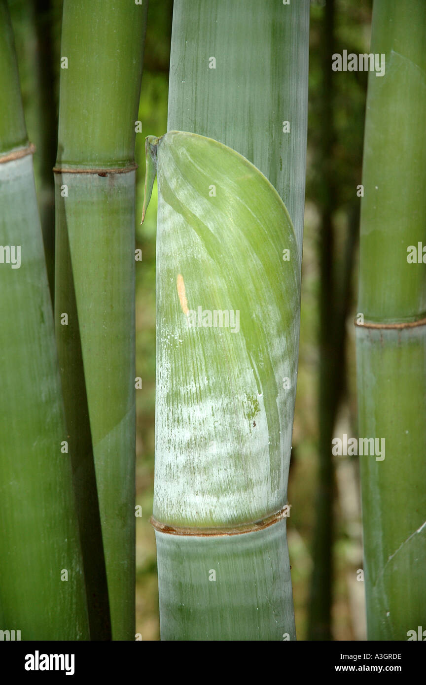 Nastus Elatus Mingal bamboo New Guinea Stock Photo - Alamy