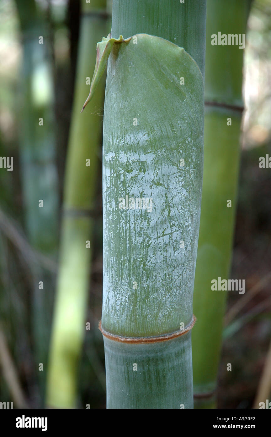 Nastus hi-res stock photography and images - Alamy
