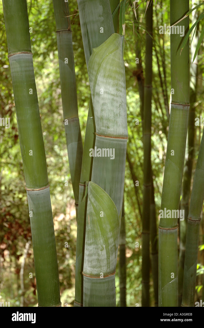 Nastus elatus Mingal bamboo New Guinea Stock Photo - Alamy
