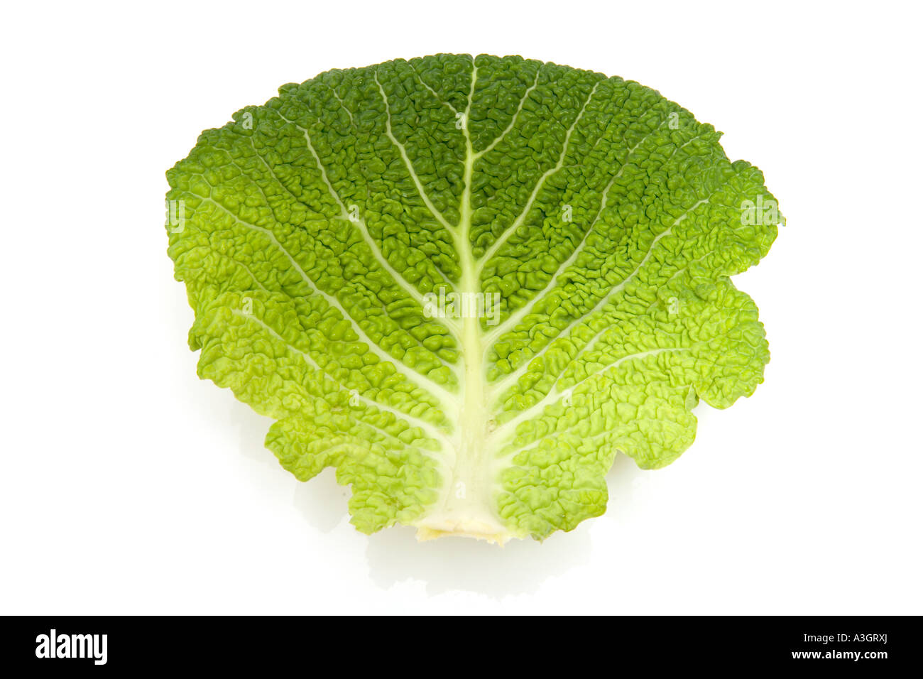 Savoy cabbage leaf isolated on a white studio background Stock Photo ...