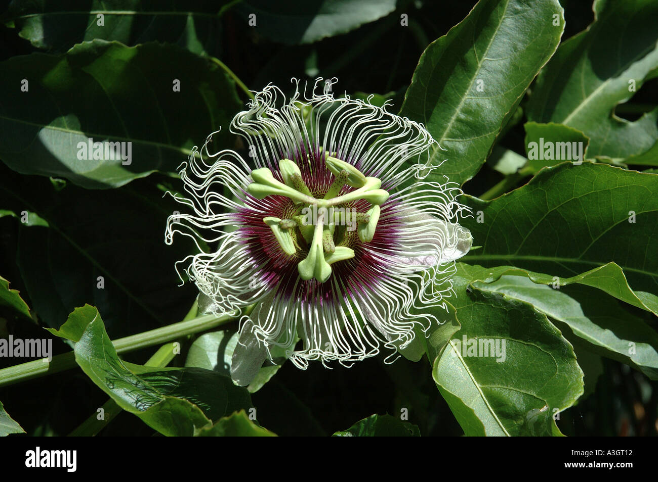 Passion fruit Passiflora edulis Passifloraceae Stock Photo - Alamy