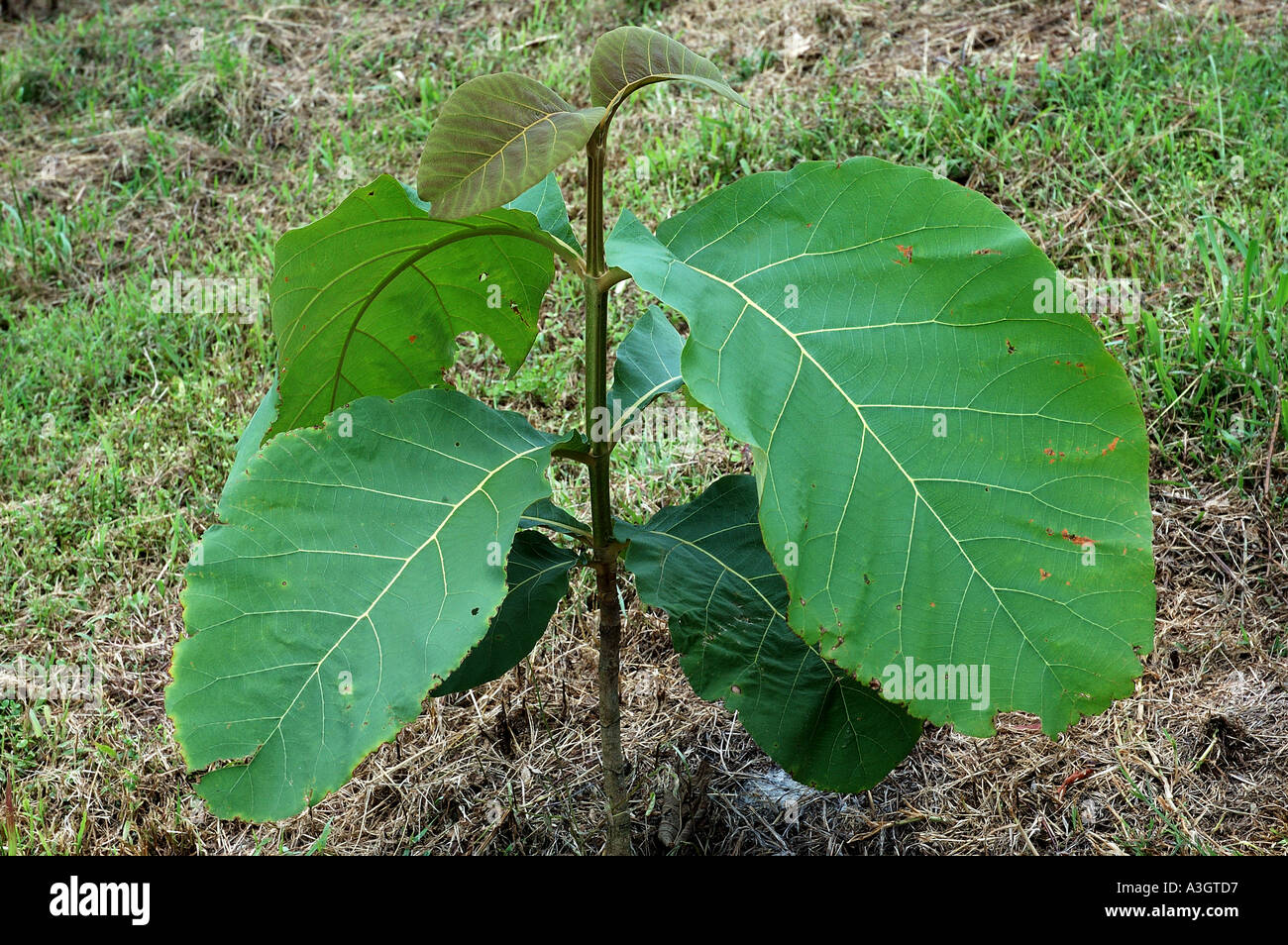 Tectona grandis hi-res stock photography and images - Alamy
