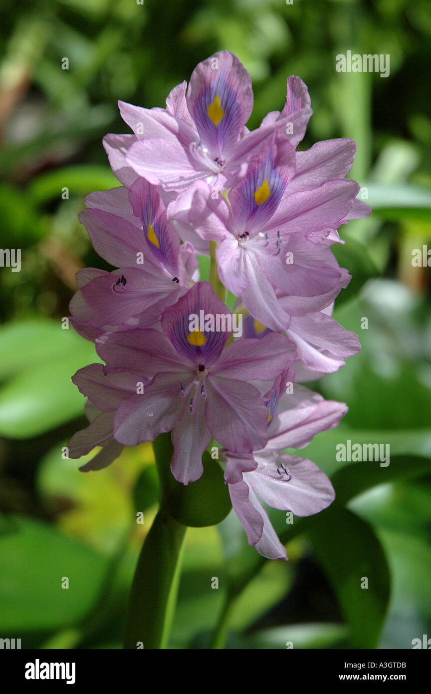 Water hyacinth Eichornia crassipes Stock Photo - Alamy