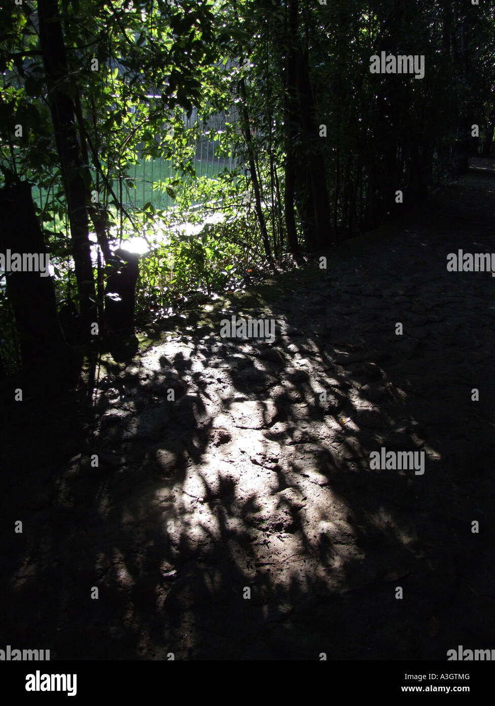 path in dark woods Stock Photo - Alamy