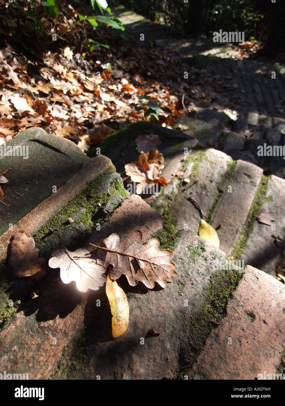 dead leaves on steps Stock Photo - Alamy