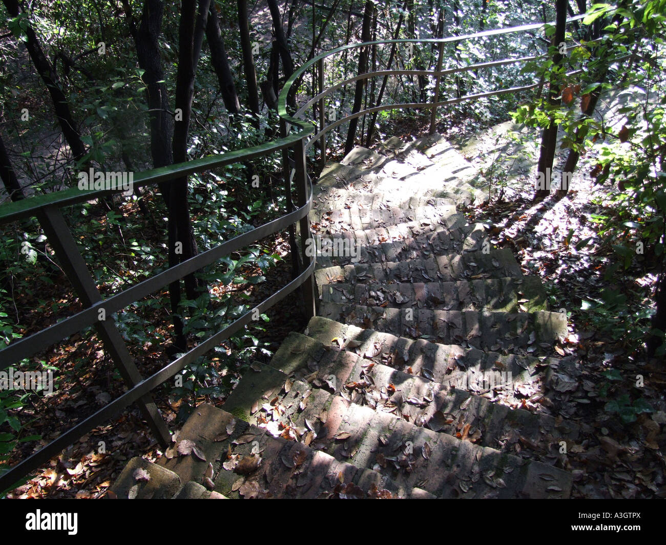 path in dark woods Stock Photo - Alamy