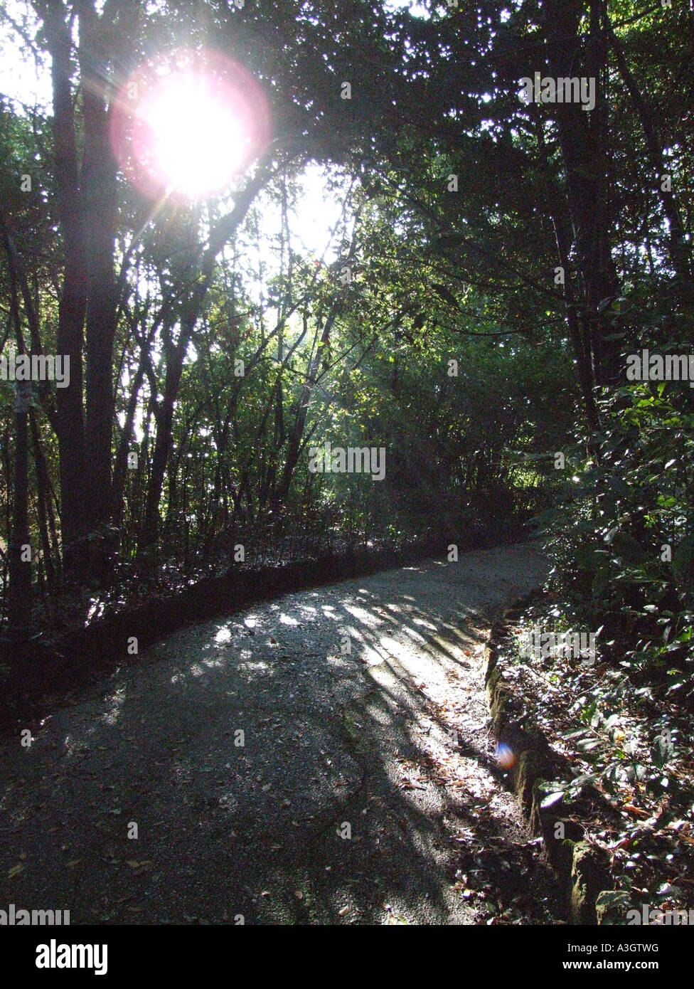path entering dark woods Stock Photo - Alamy