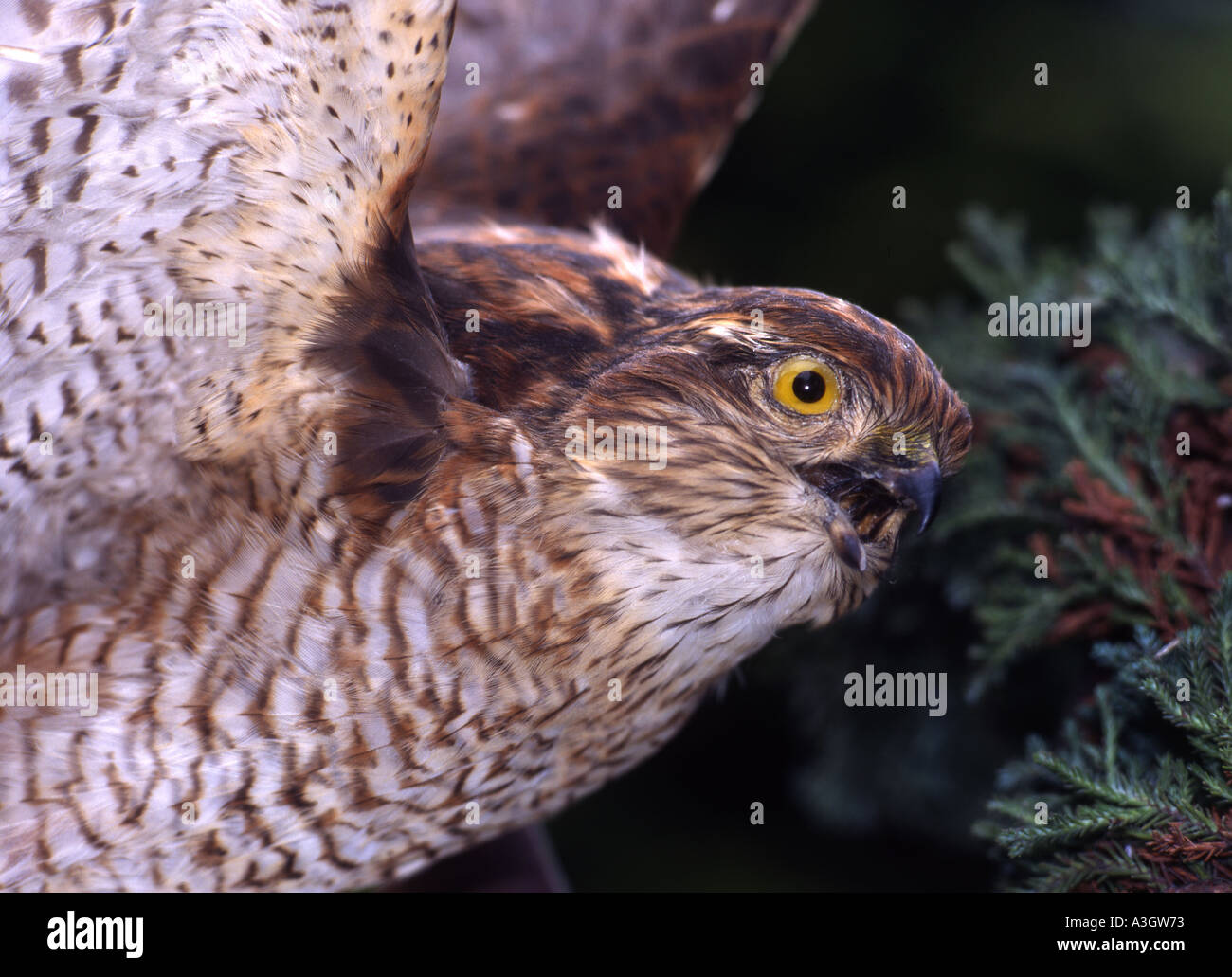 Family falconidae hi-res stock photography and images - Alamy