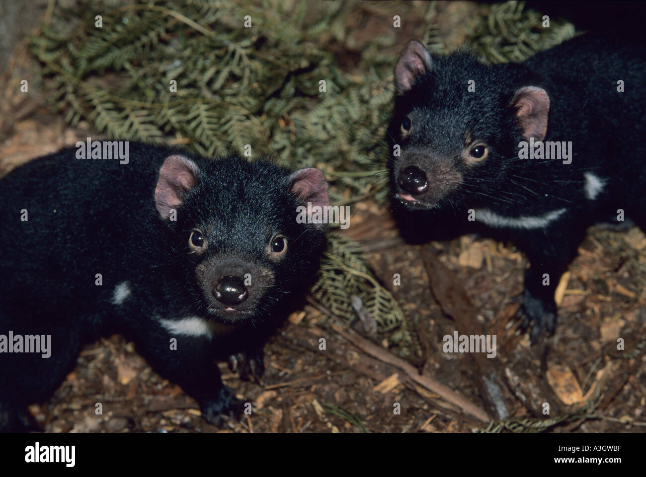 TASMANIAN DEVIL (Sarcophilus harrisii) two babies Tasmania CAPTIVE Stock Photo - Alamy