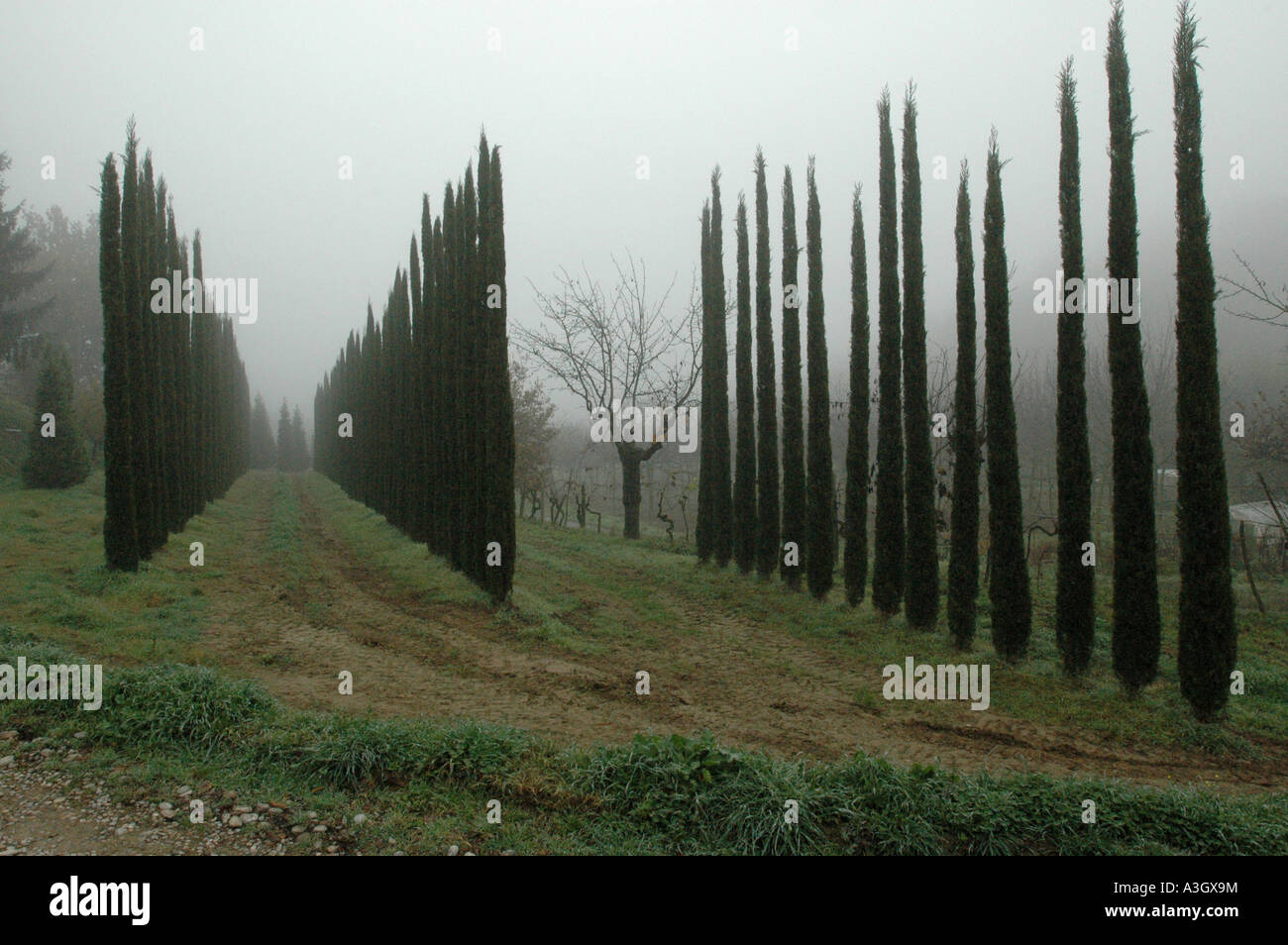 Skyrocket Juniper Nursery near Pienza Tuscany Italy Stock Photo - Alamy