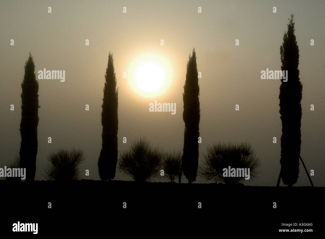 Sunset 4 Trees Stock Photo - Alamy